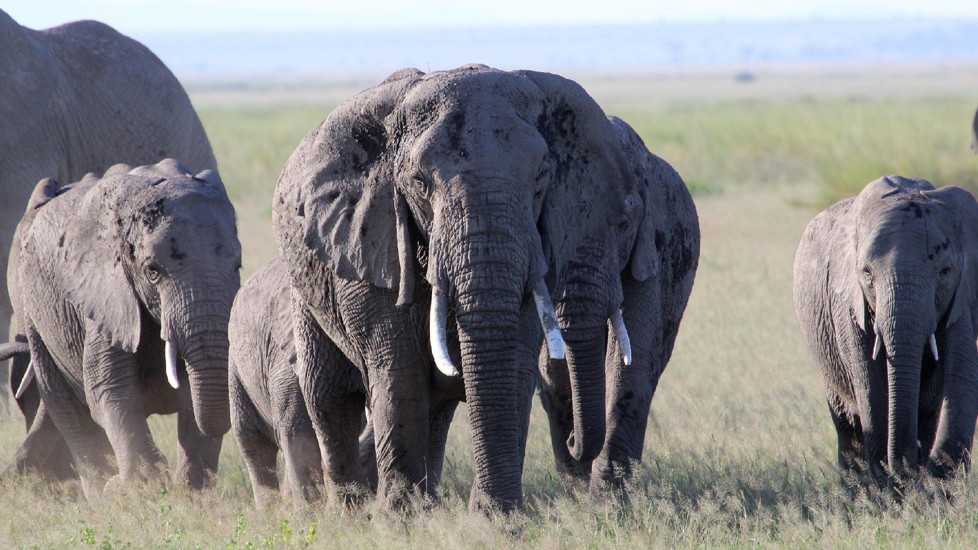 Dabas muzejs atkal atvērts apmeklētājiem | Rīts.lv, Latvijas kultūras ...